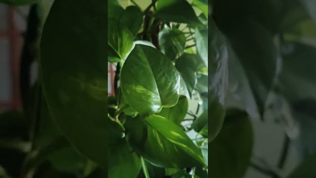 Кривое зеркальце обзоры на Губареву- Губарева ещё и великий агроном, а не только повар