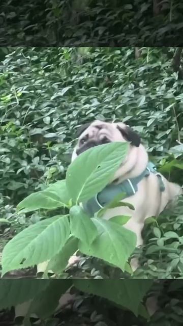 Он прячется за кустами, потому что не хочет идти домой