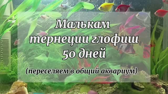Мальки тернеции глофиш (50 дней). Переселяем в общий аквариум.