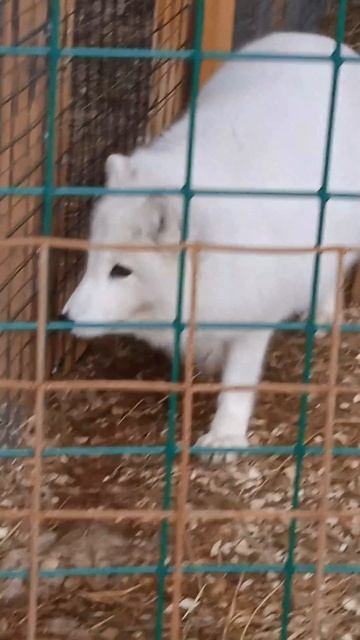 Песец. Жизнь в клетке.