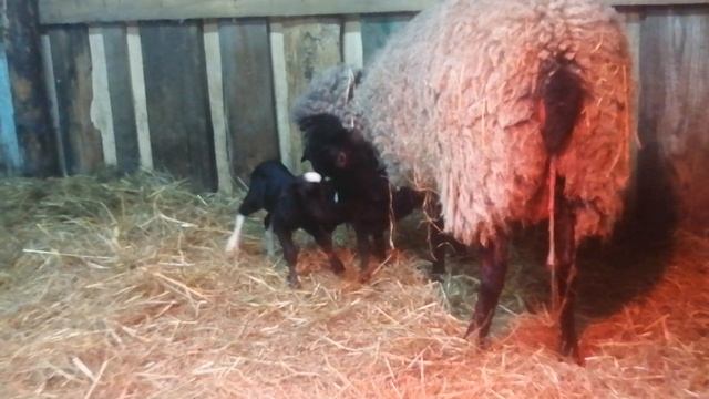 Романовская овца, окот, новорожденные ягнята.