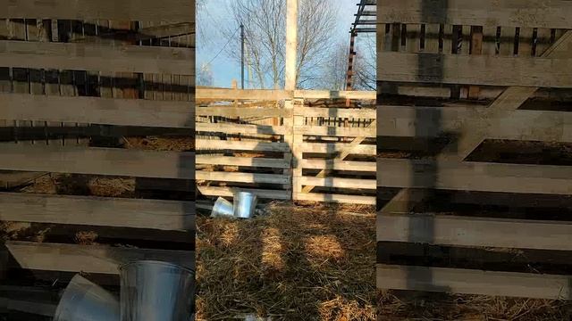 Забыл закрыть калитку. Коровы устроили экскурсию по ферме 🐄🚪😅