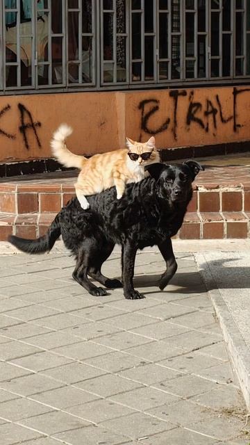 Cat riding a dog in action