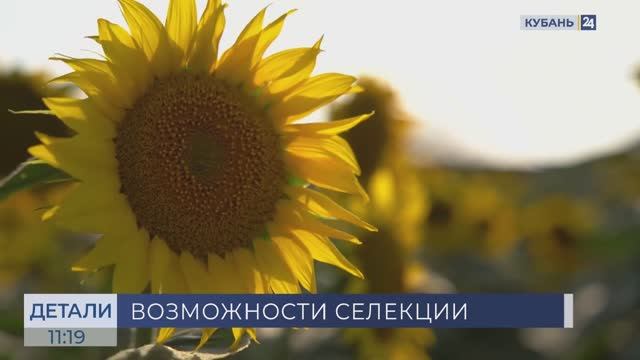Марина Трунова: запрос на сорта семян с новыми характеристиками идет постоянно