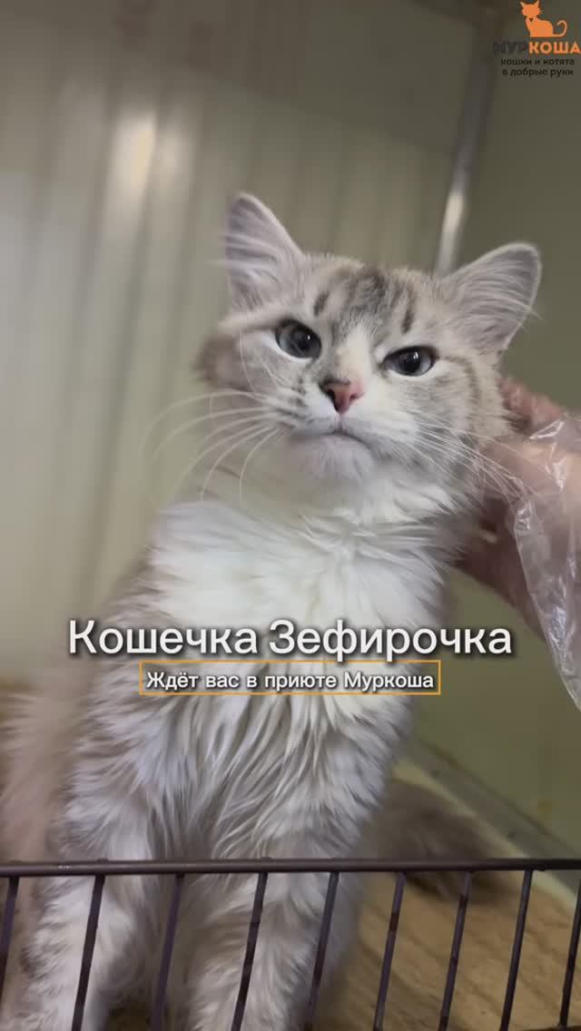 Зефирочка ждёт вас в приюте #Муркоша