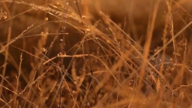 Пребудь с нами, Пастырь Господь! - Валентина Левицкая и Сергей Морозов