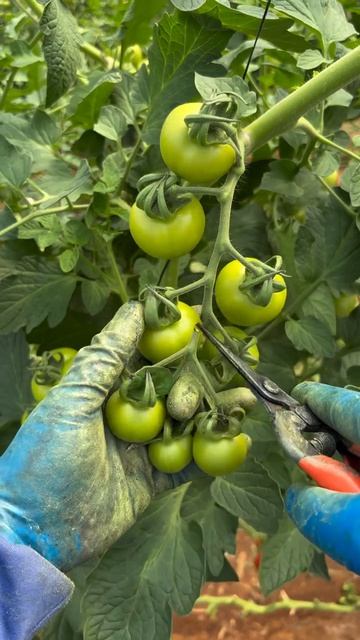 формируем томаты