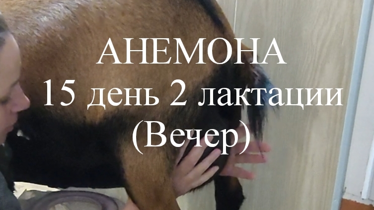 АНЕМОНА кн50 14 день 2й лактации (вечер).mp4