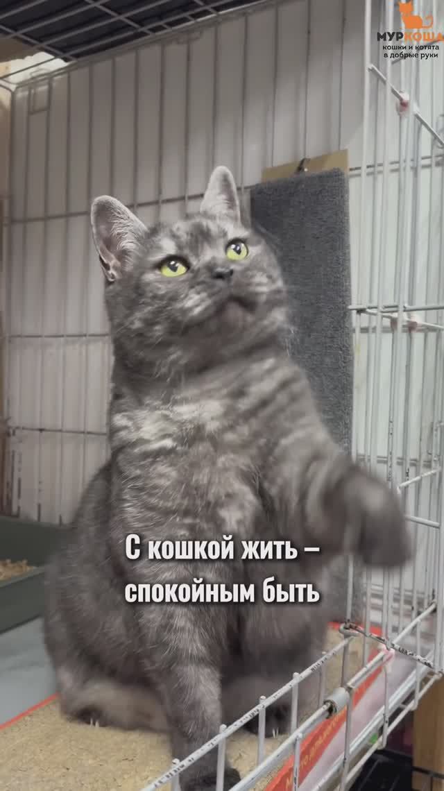 Тигрелла ждёт вас в приюте #Муркоша