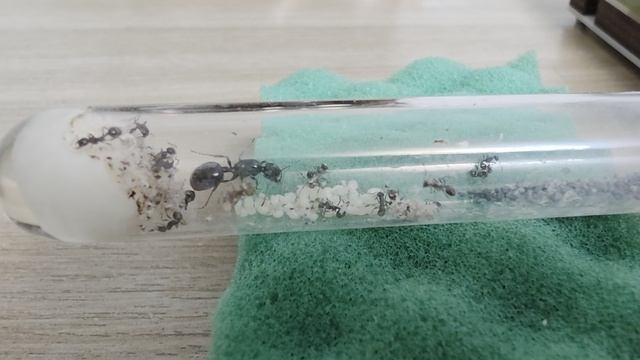 Жизнь муравьёв. 15 серия.