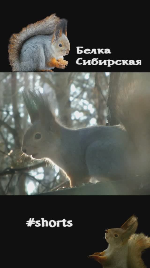 Белка пришла рано утром