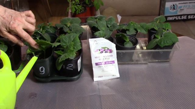 03.04.2026 г. Волгоград. Подкормка рассады огурцов