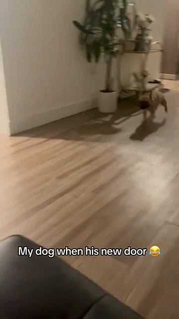 Собачьи проделки: бегают, прыгают, штурмуют двери! 🐾🐶