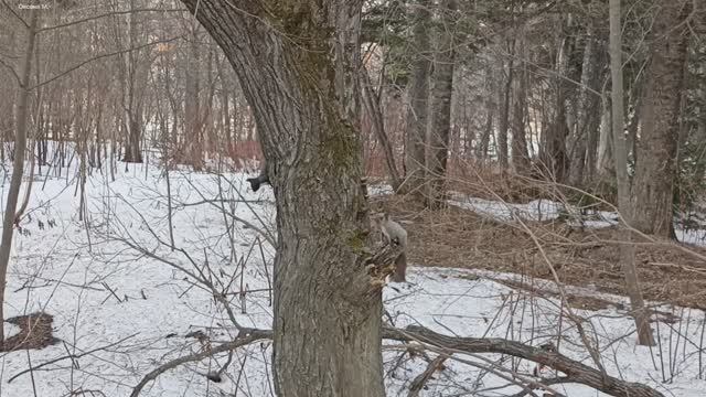 Две белочки 9 апреля.mp4