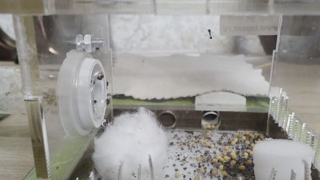 Жизнь муравьёв. 16 серия.