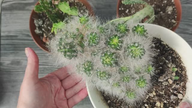 Кактусы с мусорки