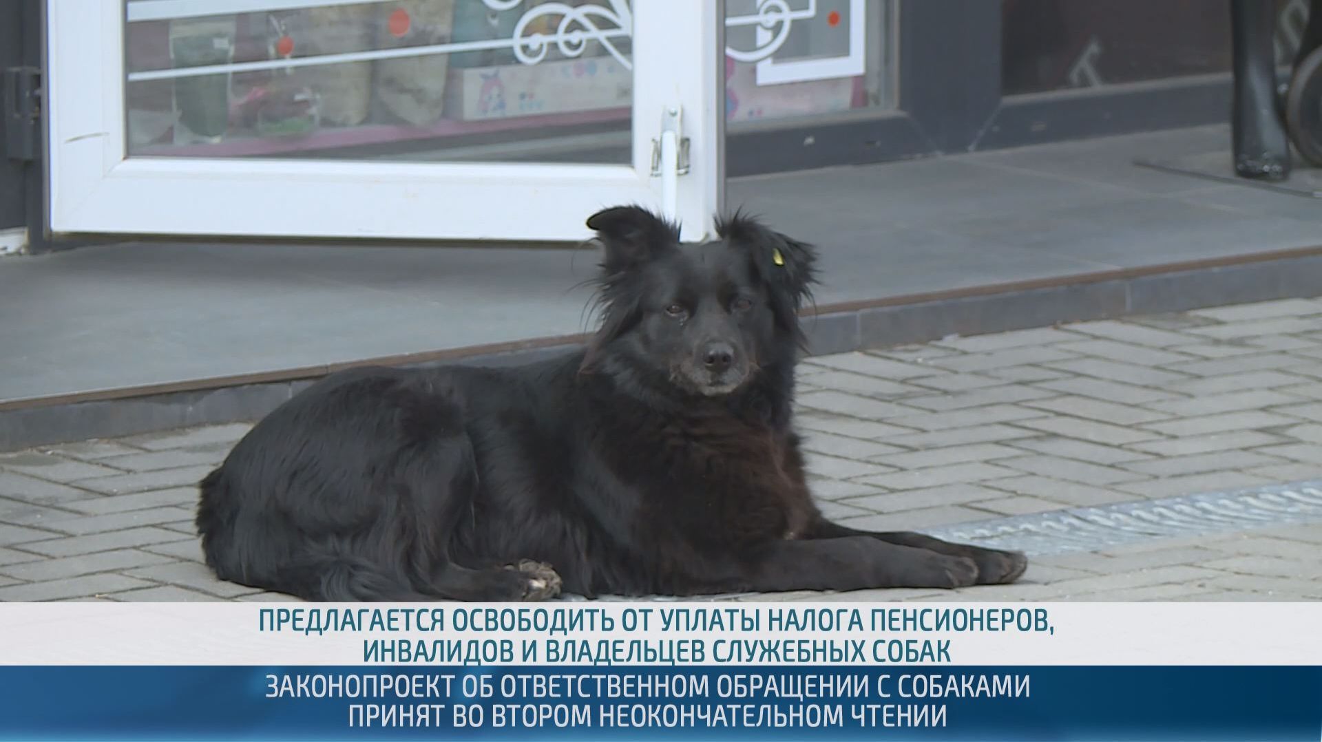 Закон об ответственном обращении с собаками: второе неокончательное чтение – 09.04.2026