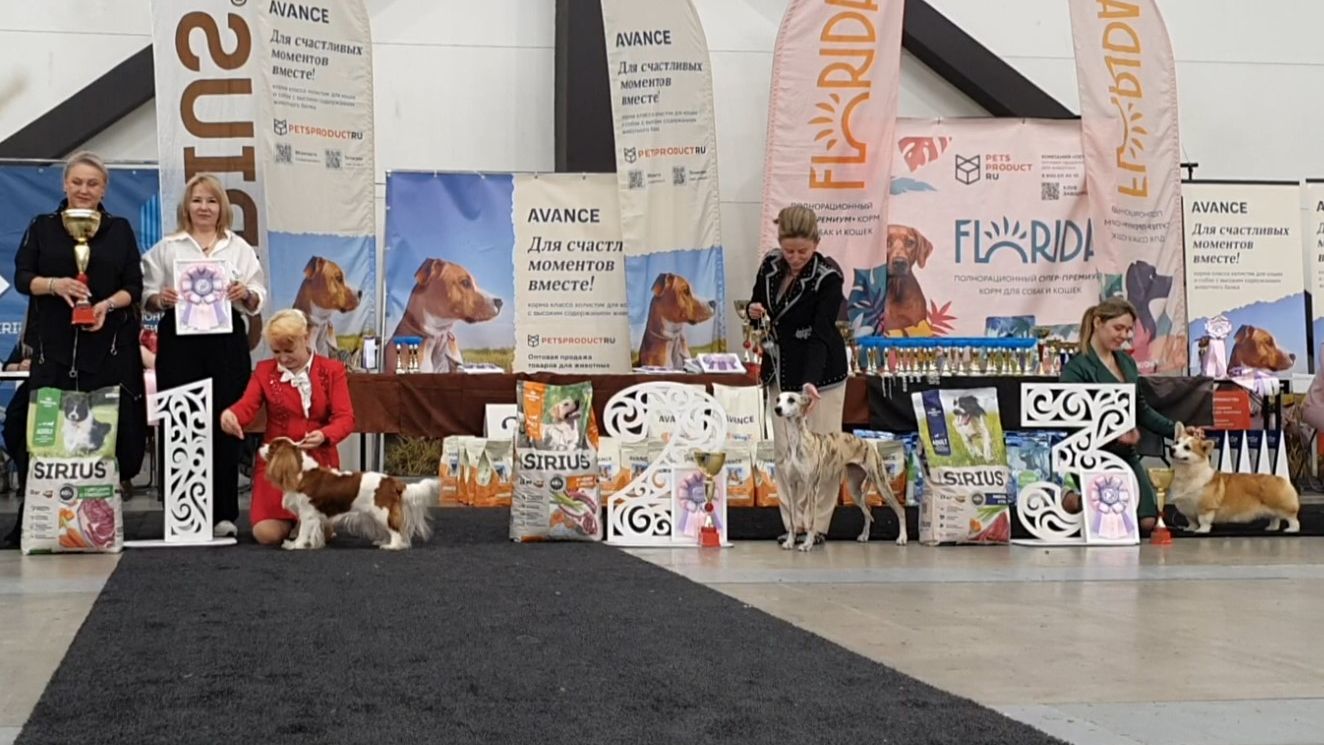29.03.2026, СПб. Клуб "СИРИУС-1" (РКФ, РФЛС). Выставка собак "ЦАРСКОСЕЛЬСКИЕ ВСТРЕЧИ" (CAC, ЧРКФ)