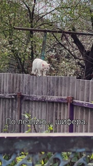 №1 По лезвию... шифера