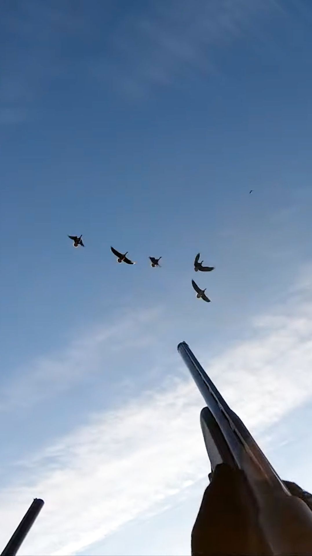 Охота на гуся 2026