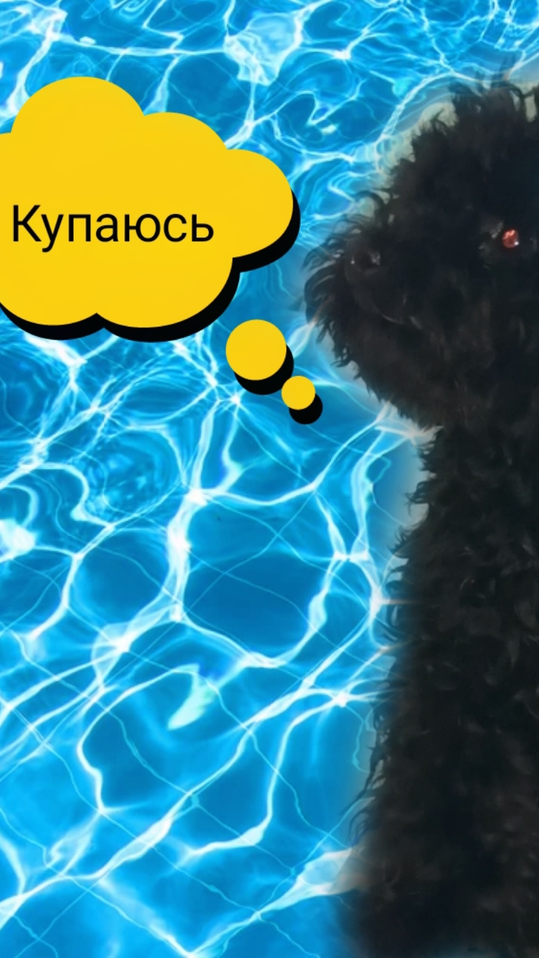 Собачка Айза собирается купаться. 🐩🚿
