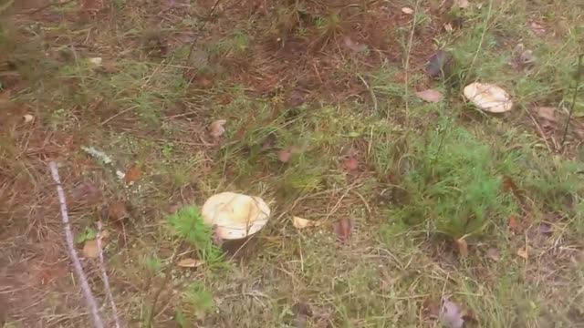 Где растут Рыжики? Сосновый рыжик на на песчаном поле в молодых соснах