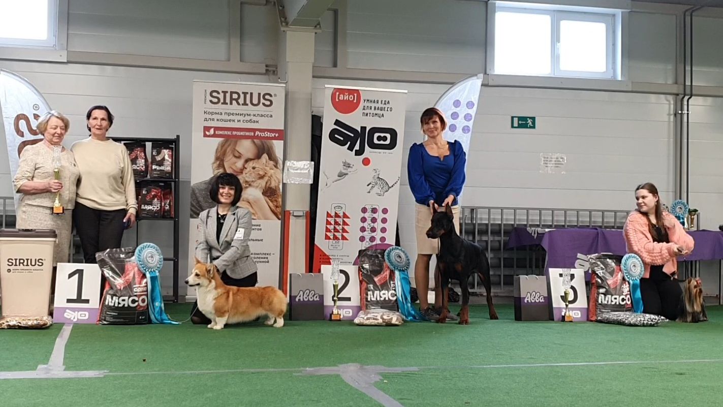 04.04.2026, СПб. Клуб "КАС-2" (РКФ, РФСС). Выставка собак всех пород "ОГНИ ПЕТЕРБУРГА" (CAC, ЧФ)