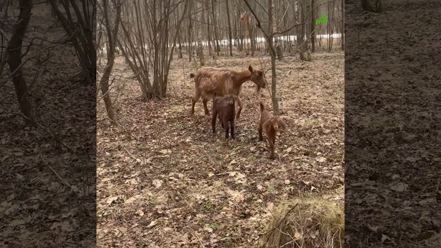Дональд и Донна на прогулке. Смотрите новую серию проекта АиФ «Пушистые истории»