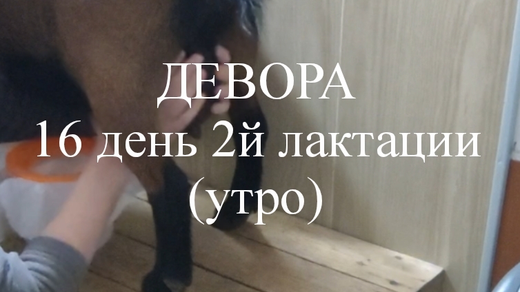 ДЕВОРА кн50 16 день 2й лактации (утро).mp4