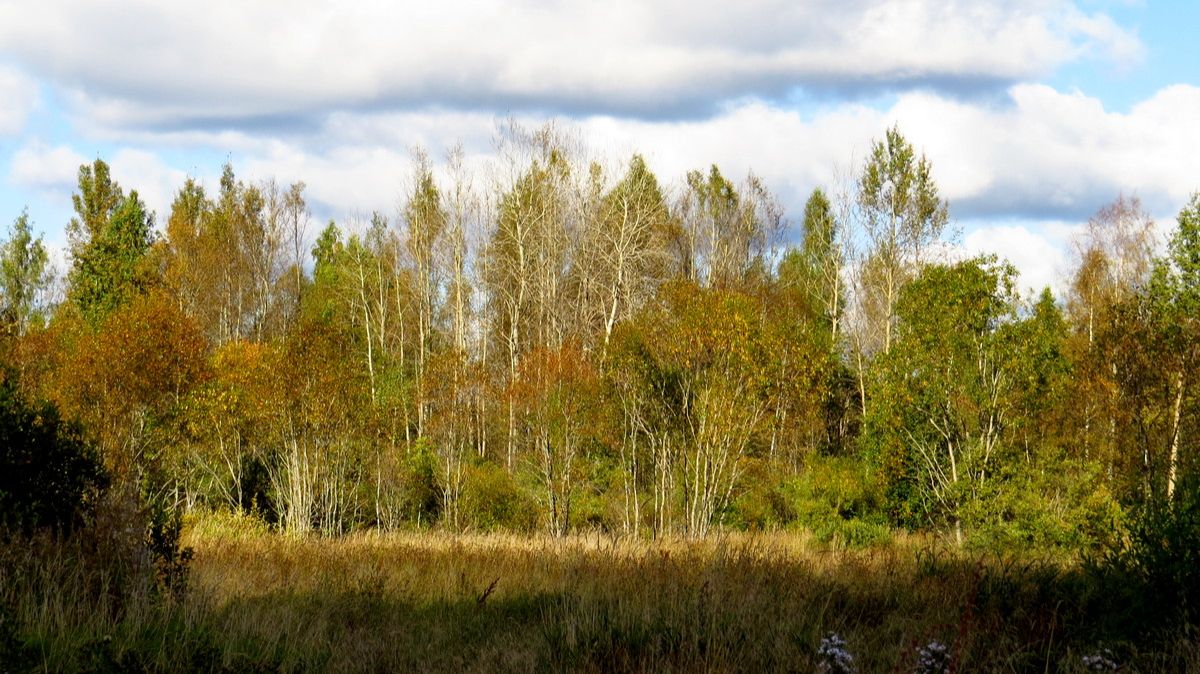 Как же это приятно! Хорошо прогулялся...