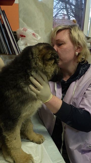 Буська — щенок с тяжёлыми травмами: история спасения и лечения🐶❤️