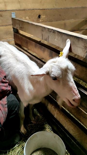 Баночка маловата, харизма не влазит. Кот Лорд подтверждает ☺️🐱👑