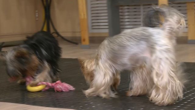 Апельсин. Йорки. 13-04-2026