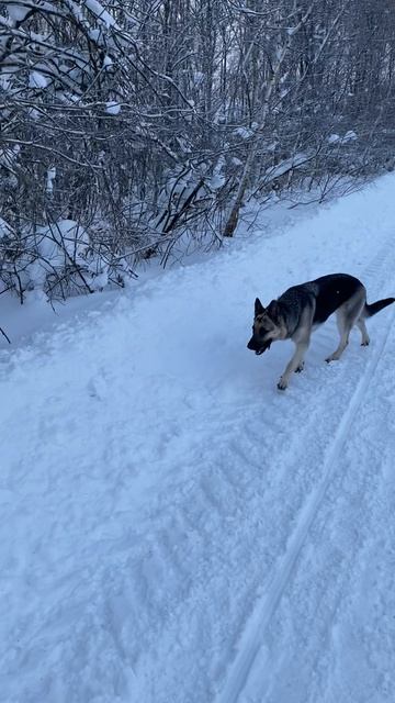 ВЕО Валентлайф Шерритэ (19мес), ЗКС, КЦ Сокольники - гуляем после сдачи экзамена по ЗКС 1