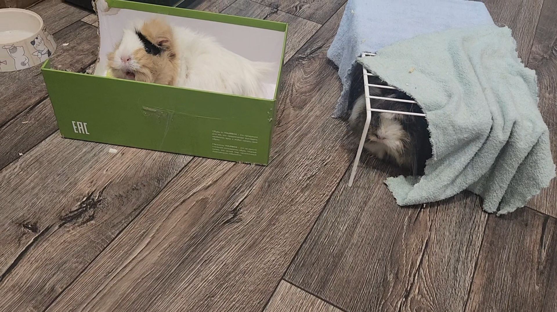 В гостях у сына и морских свинок Улли и Пулли ♥️