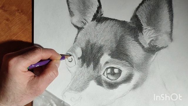 Русский тортерьер