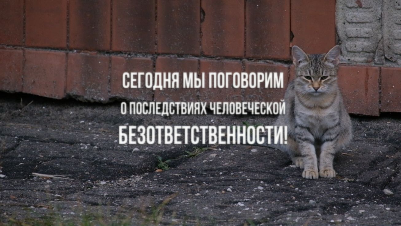 Бездомные животные на улице ЧТО ДЕЛАТЬ? / приюты бездомных животных