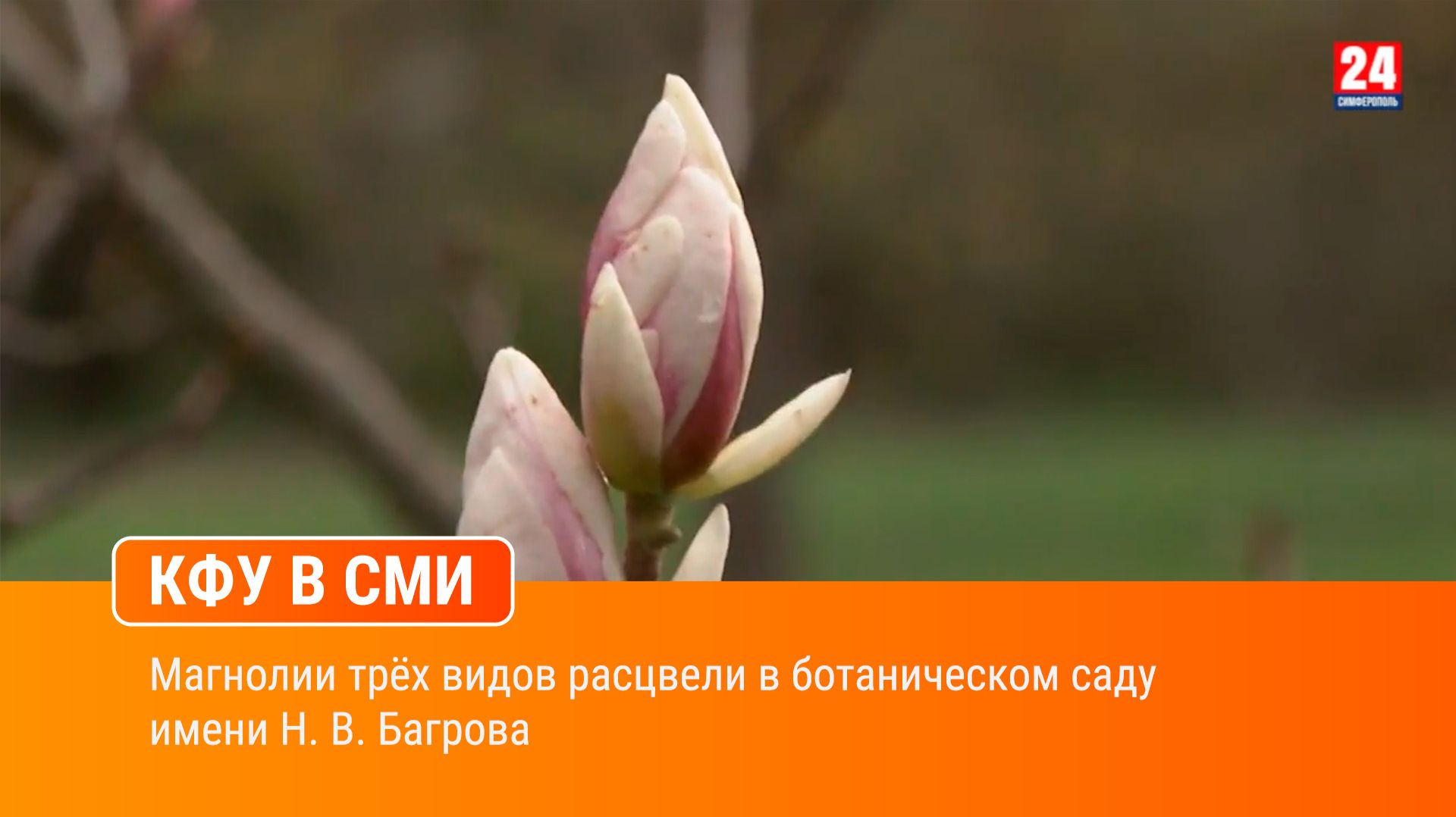 Магнолии трёх видов расцвели в ботаническом саду имени Н. В. Багрова