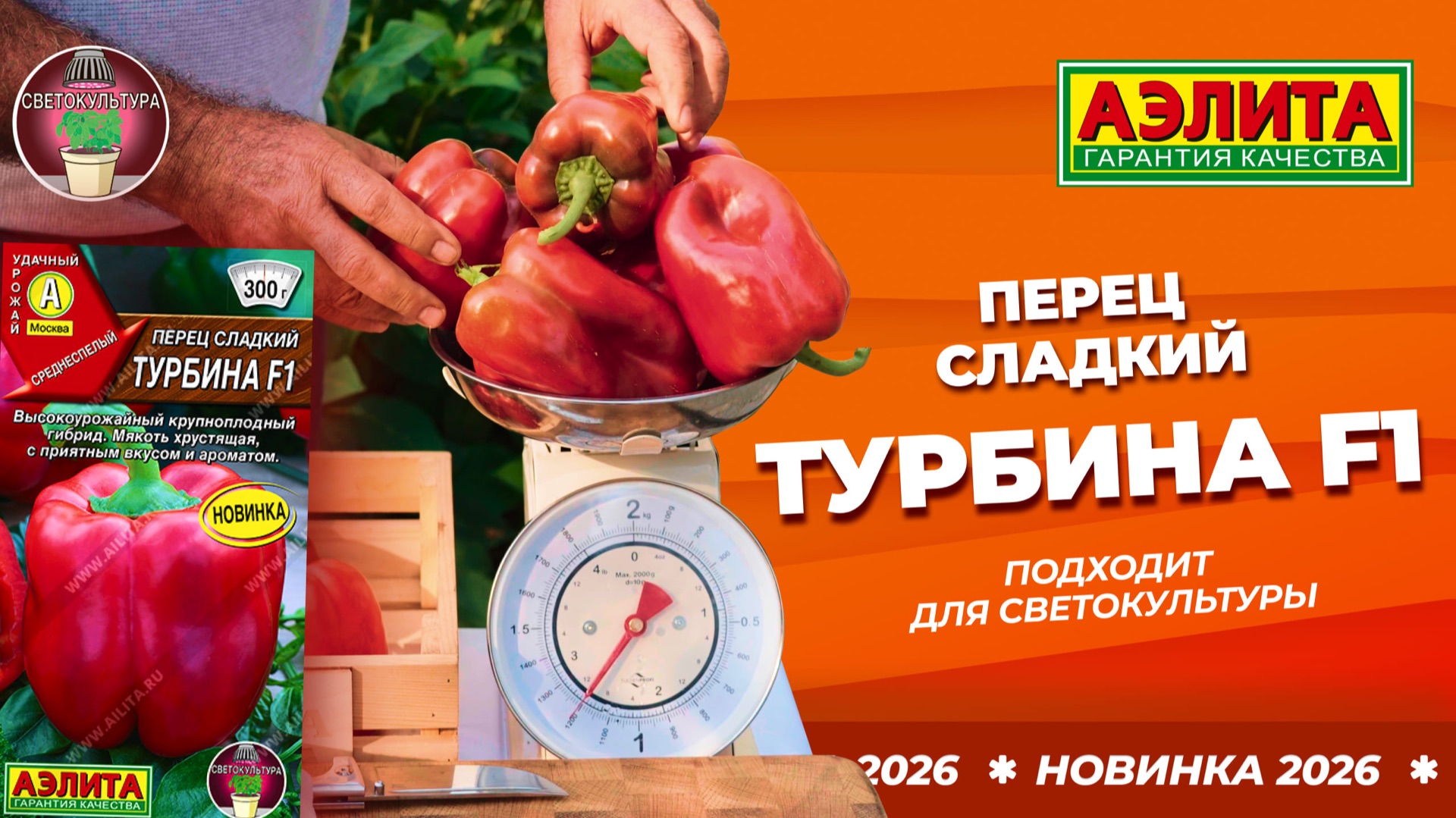 Перец сладкий ТУРБИНА F1 - новинка 2026!