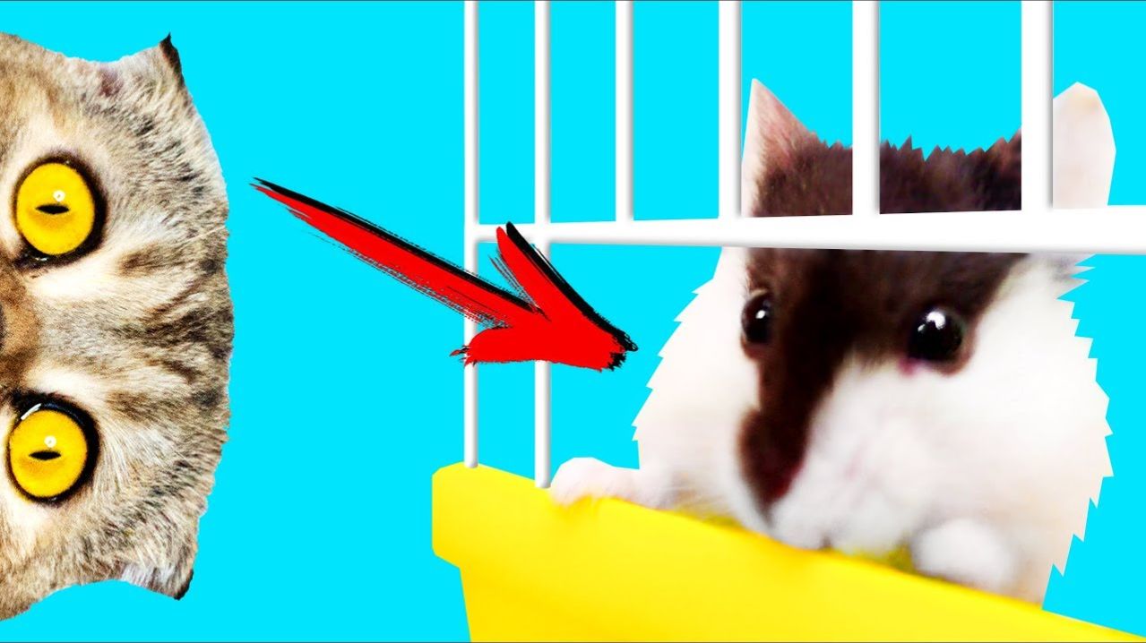 КисКис: Побег из клетки и первое знакомство! 🐹💨