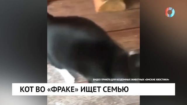 Дом для Принца