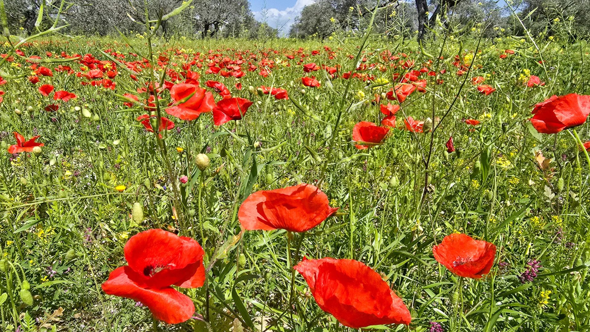 Маки на Кипре это чистая эмоция