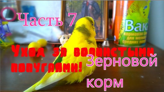 Зерновой корм для волнистых попугаев! Основной корм для попугаев!Уход за волнистыми попугаями Часть8