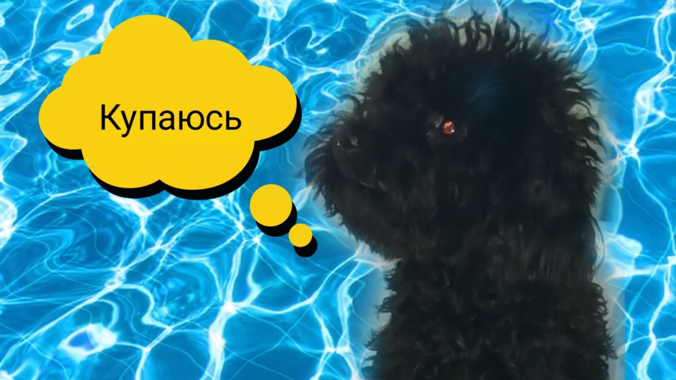 Собачка Айза купается. 🐩🛁🚿