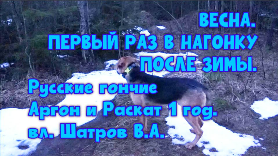 ВЕСНА.ПЕРВЫЙ РАЗ В НАГОНКУ ПОСЛЕ ЗИМЫ.Русские гончие Аргон и Раскат 1год. вл. Шатров В.А.#hunting