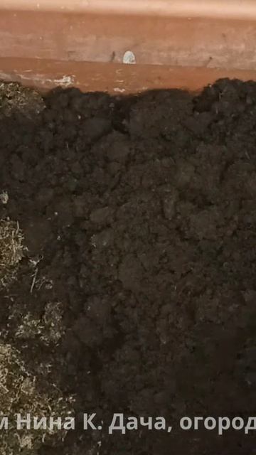 Вкусный Грунт для любой рассады #рассада #огород #грунт #выращивание #shorts