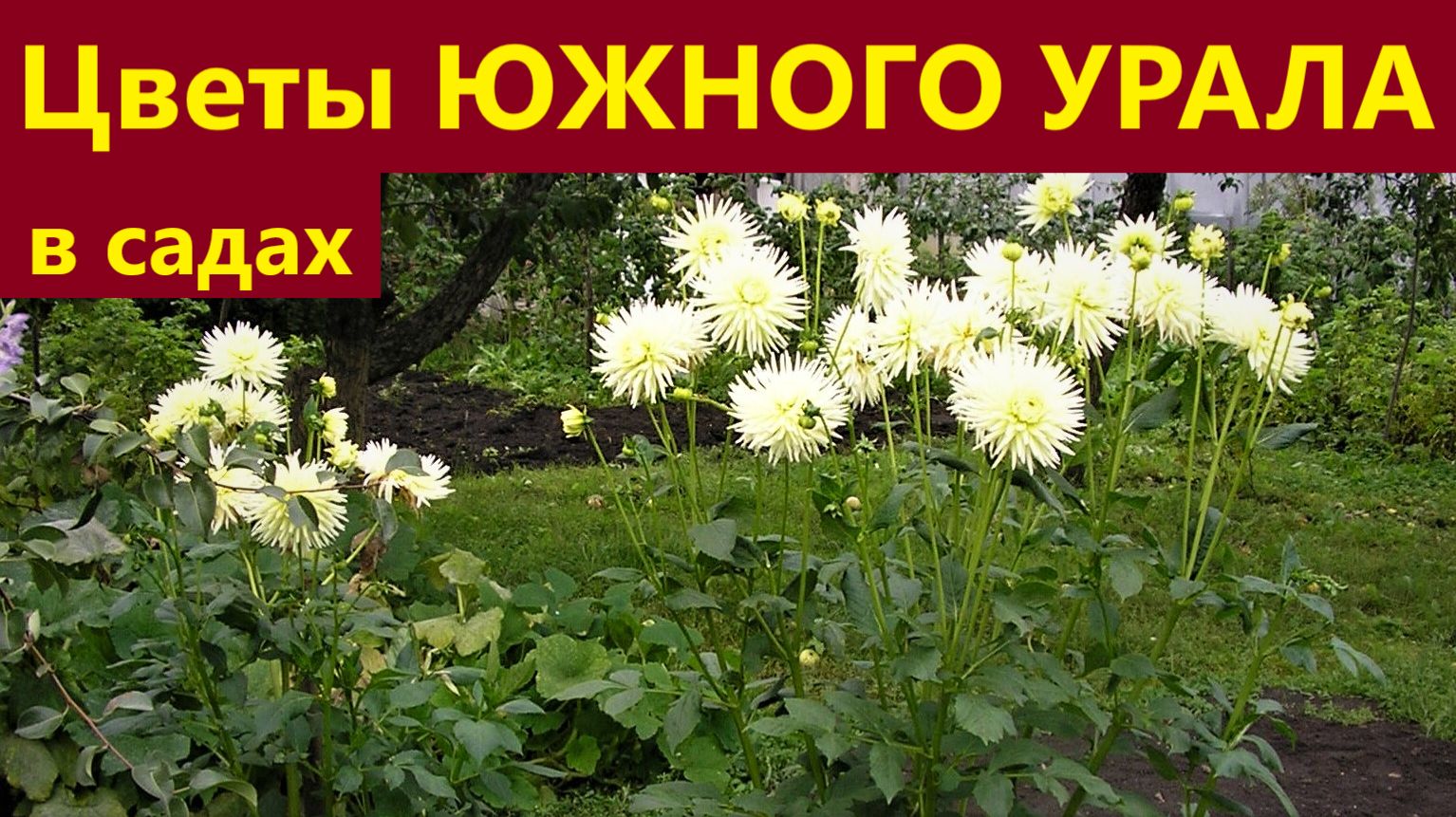 Цветы садов Южного Урала