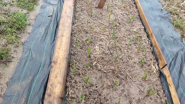 Дневник за 10 апреля: снег и рассада