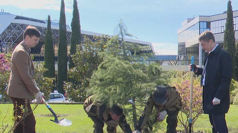 В аэропорту Сочи высадили гималайский кедр в честь 65-летия полета Гагарина