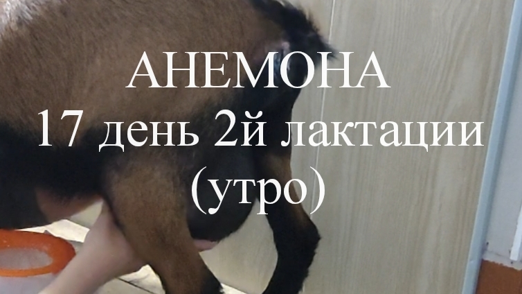 АНЕМОНА кн50 17 день 2й лактации (утро).mp4